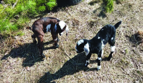 Disbudding Goats and Despurring Roosters - Grit